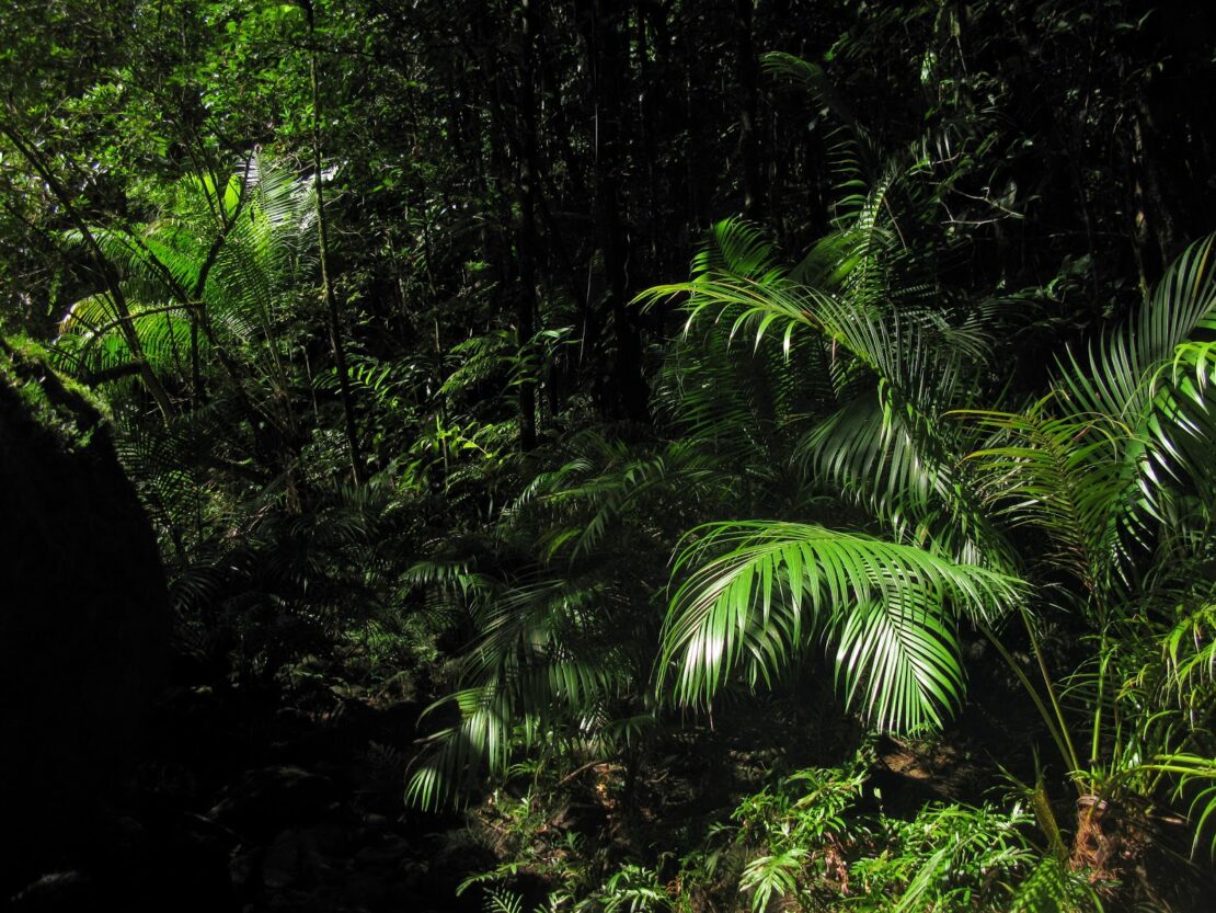 Visit Masoala National Park: Masoala National Park guides ...