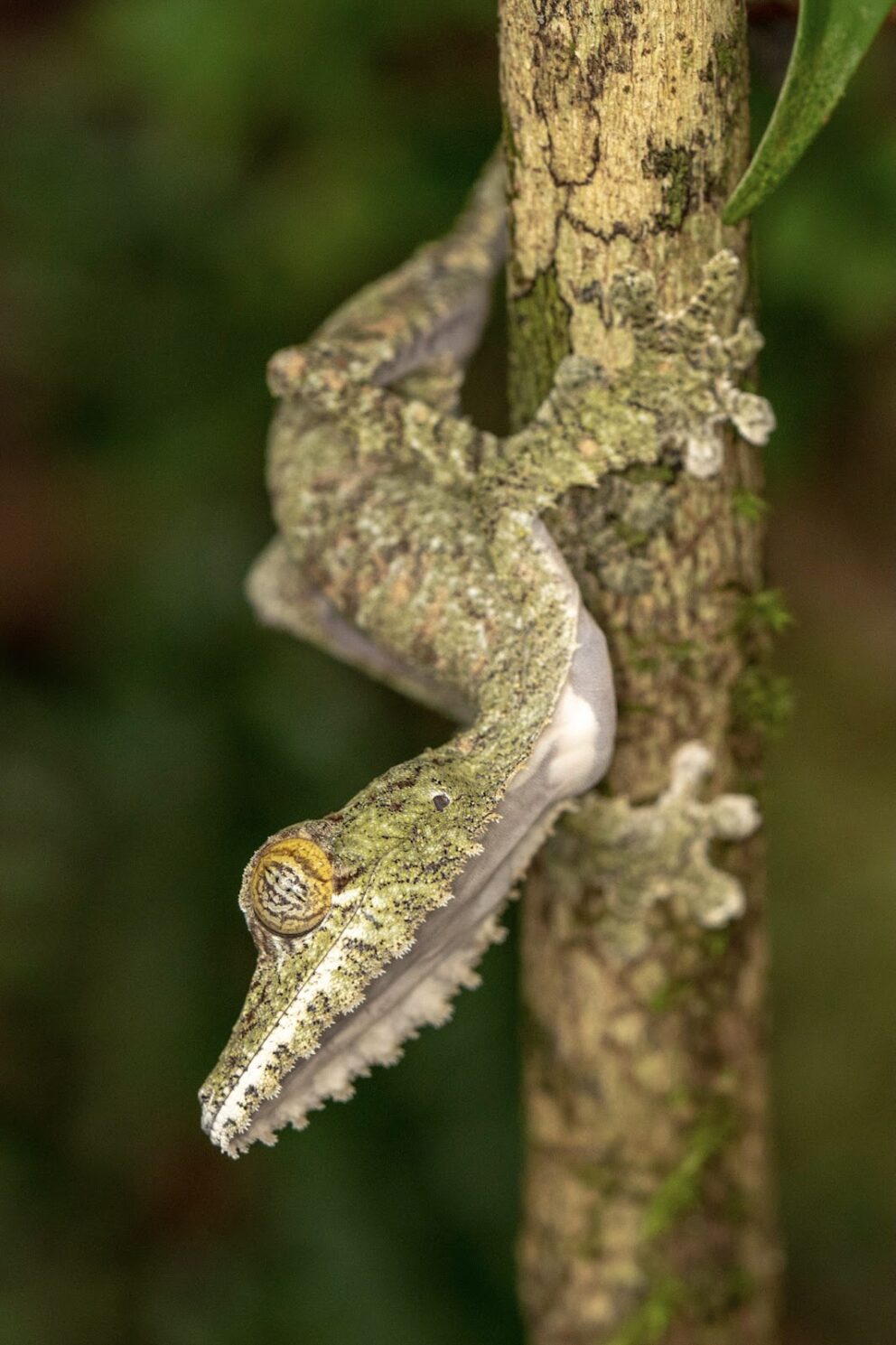 Reptile - lizards, snakes, chameleon research and photography ...