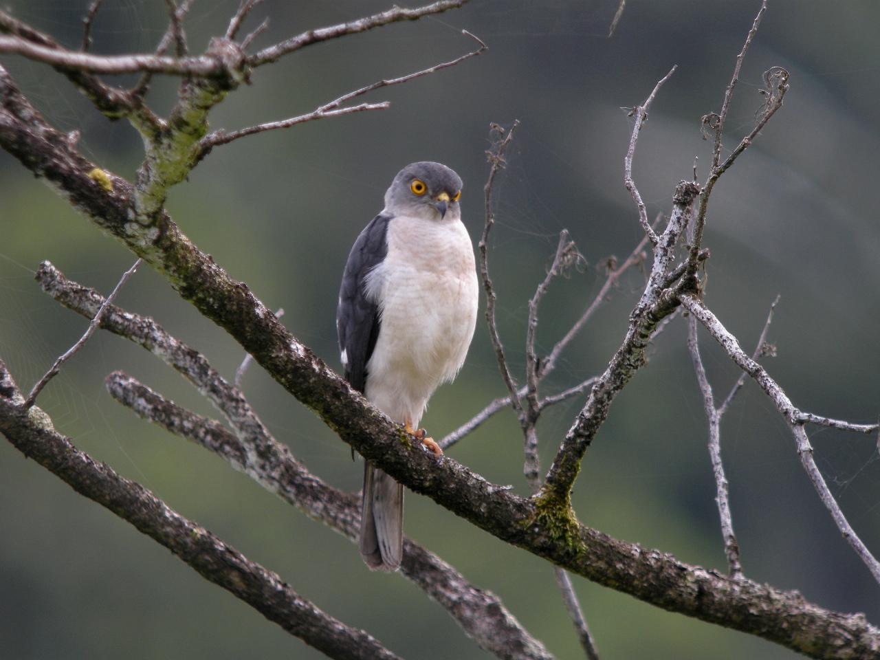9-Day Northeastern Madagascar Trekking Adventure