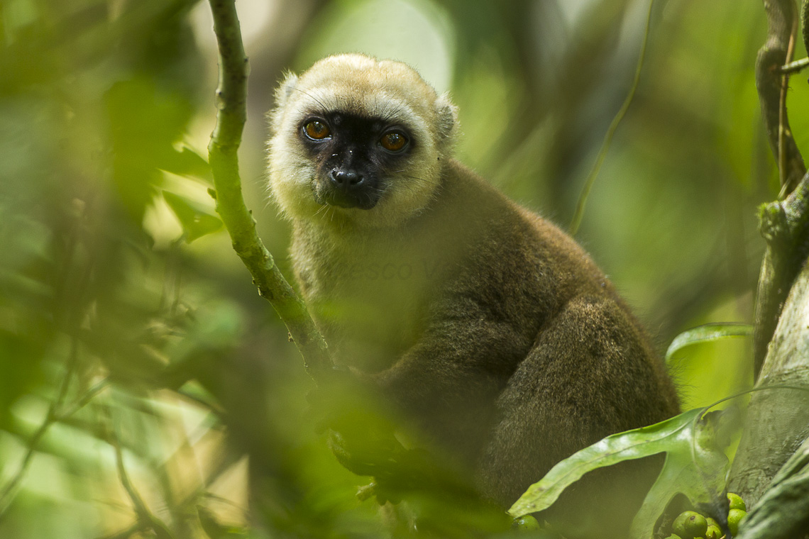 4-Day Masoala National Park Discovery Tour in Madagascar
