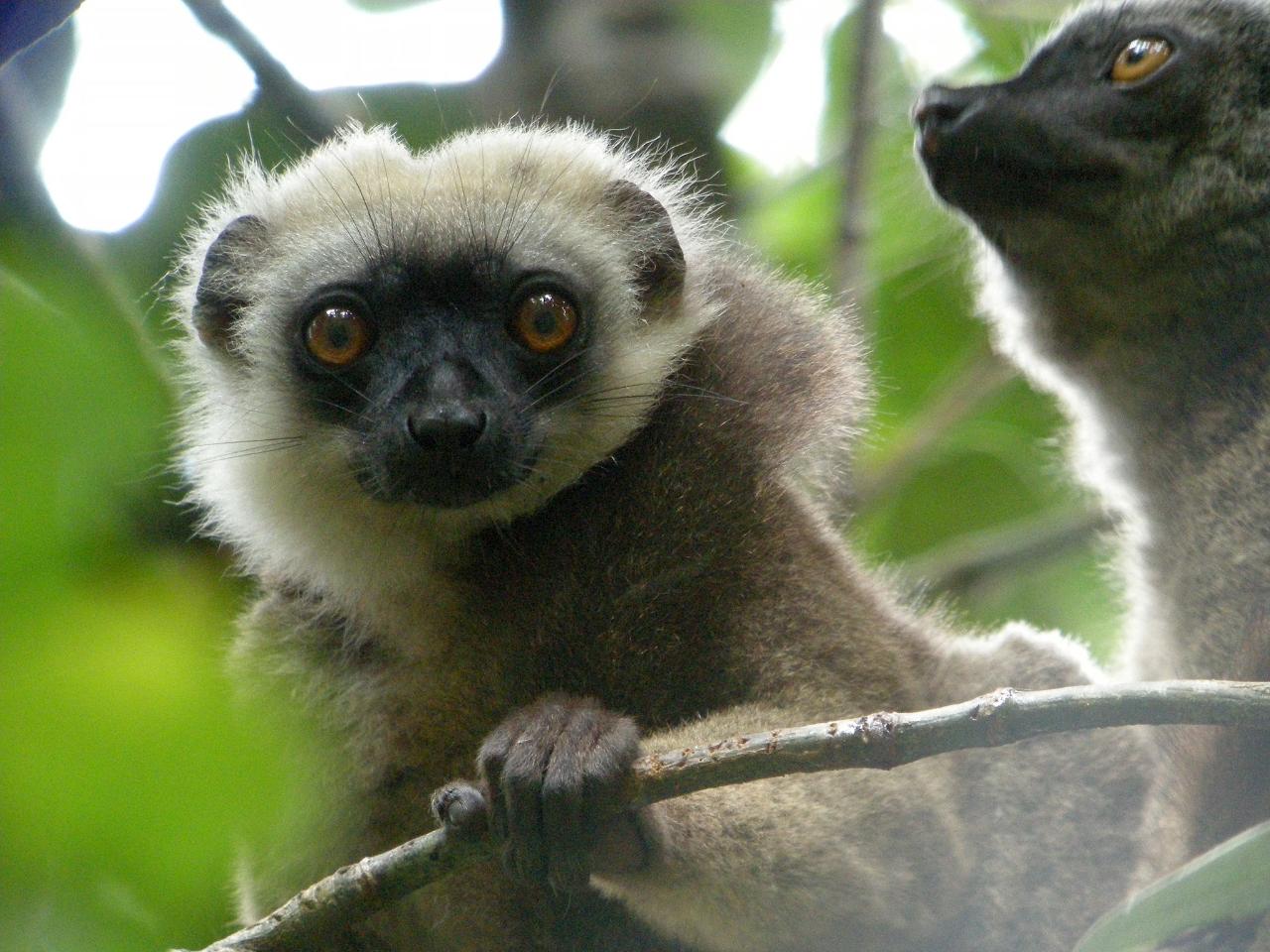 6-Day Masoala Peninsula Safari Tour in Madagascar
