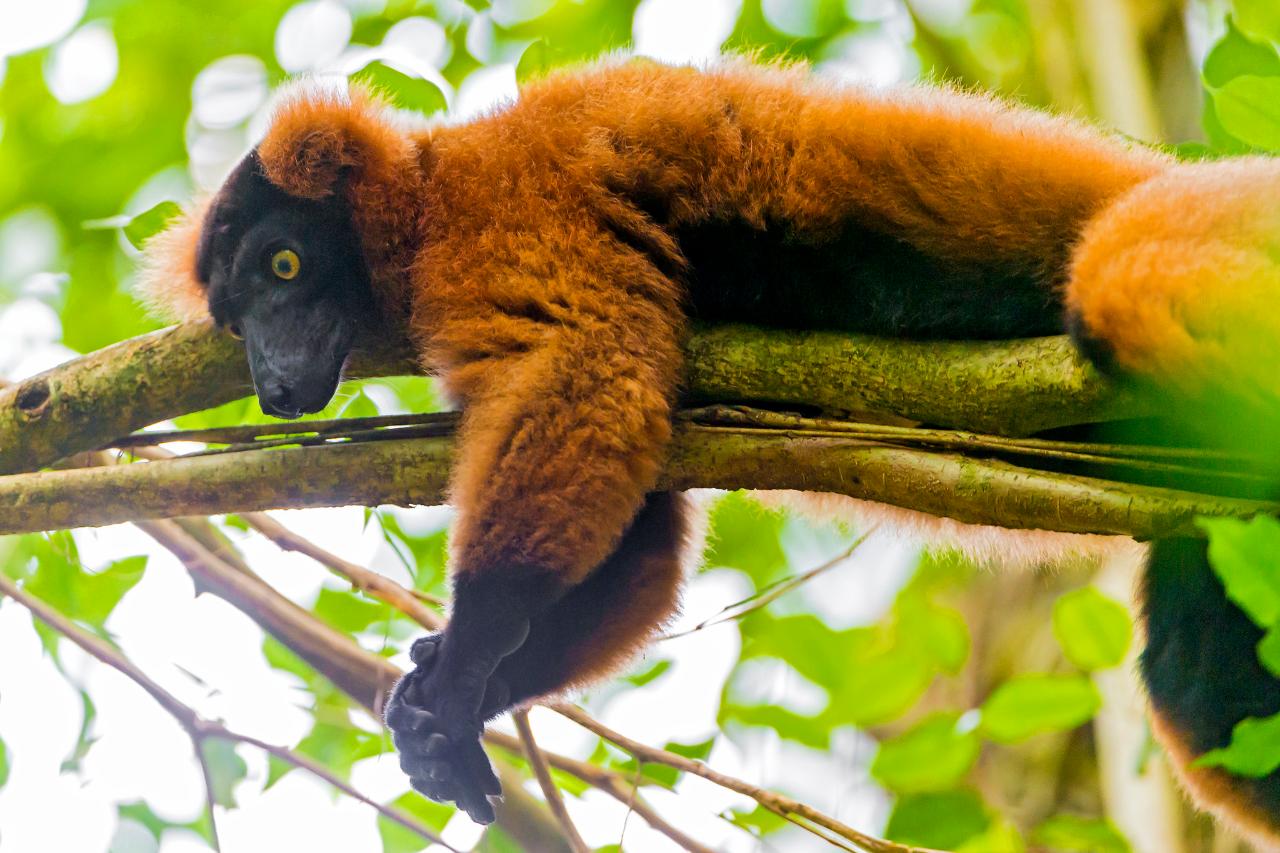Basta Lemure Lemur Wrist Glands And Their Fascinating Functions